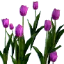 [Event] [Manor] Purple Tulips - BDO Codex