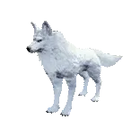 Wolf - BDO Codex