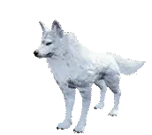 Wolf - BDO Codex