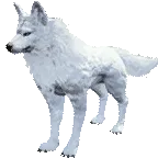 Wolf - BDO Codex