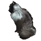 แมว - BDO Codex