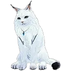 แมว - BDO Codex