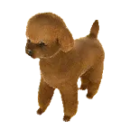 Dog - BDO Codex
