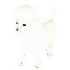 Dog - BDO Codex