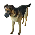 Dog - BDO Codex