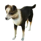 Dog - BDO Codex