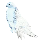 Hawk - BDO Codex