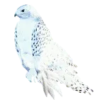 Hawk - BDO Codex