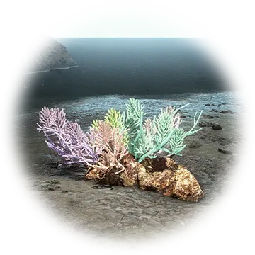 Secret of the Coral - BDO Codex