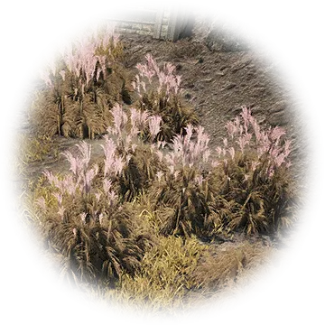 Pink Feathers - BDO Codex